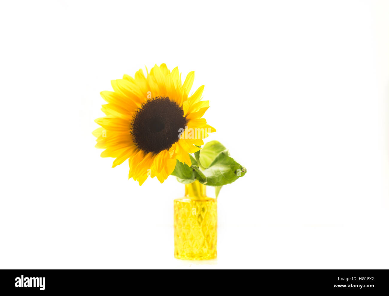 Sunflower in glass isolated Stock Photo - Alamy