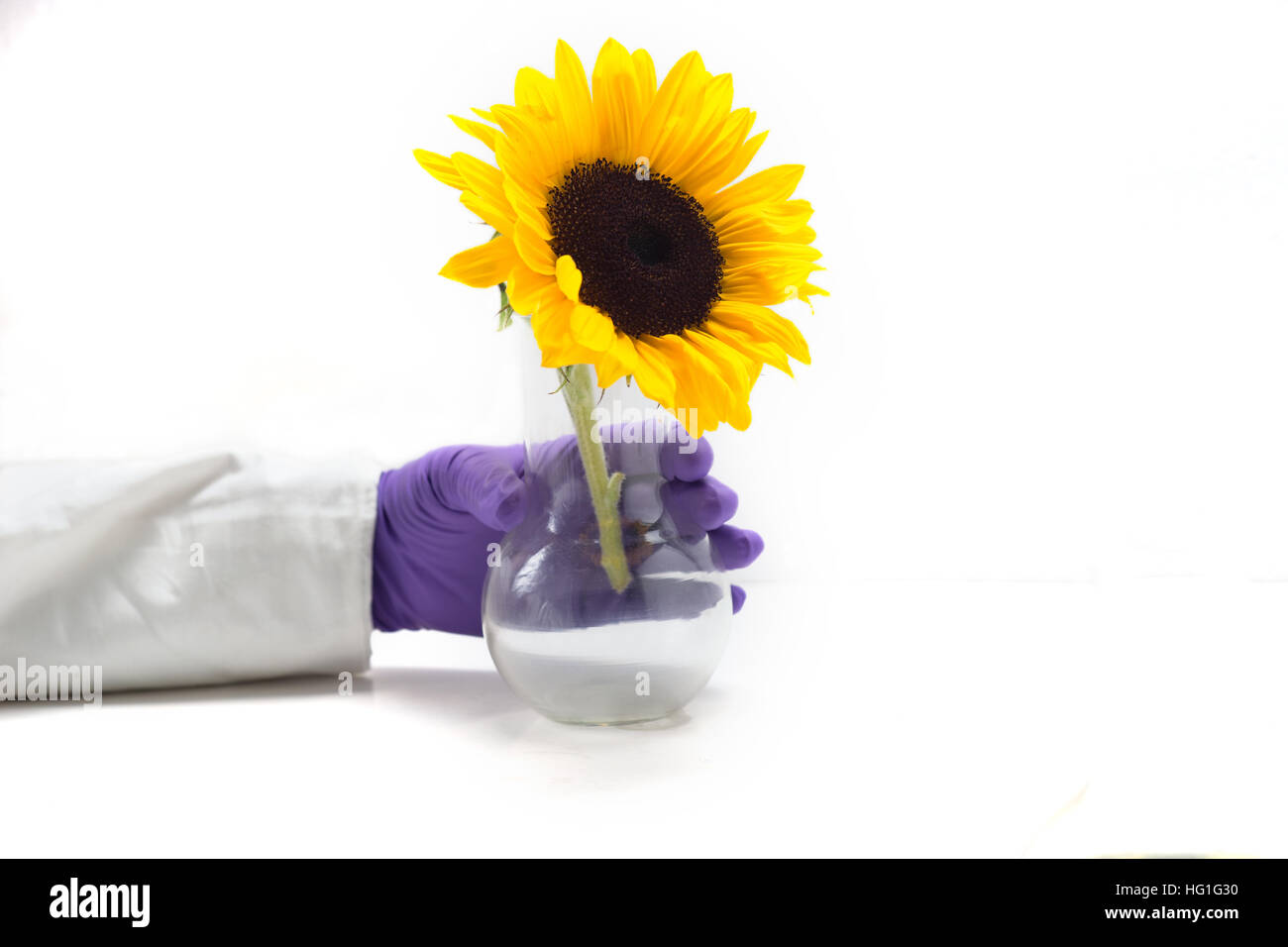 Sun flower in laboratory glassware Stock Photo - Alamy