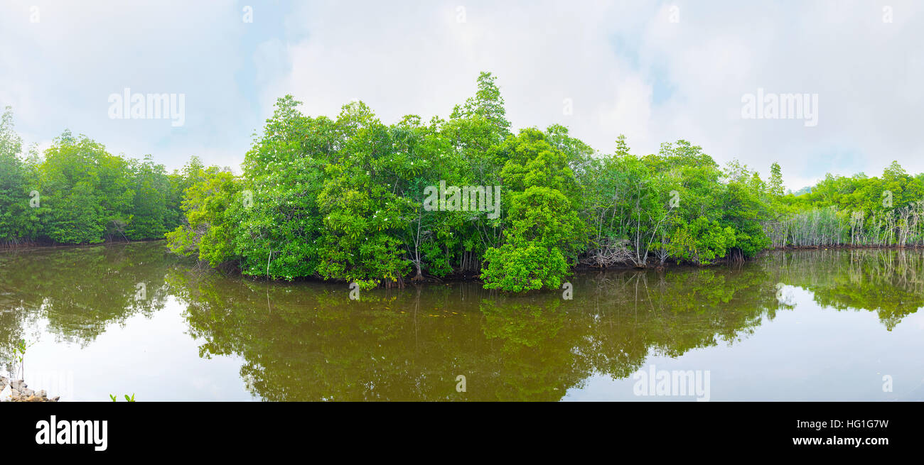 The mangroves on Maduganga river are popular among tourists, often ...