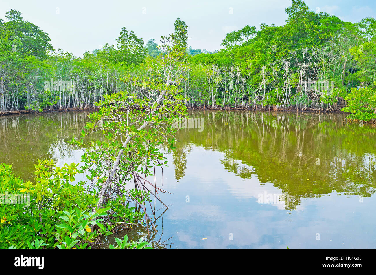 The mangrove forest on Maduganga river is the popular tourist ...