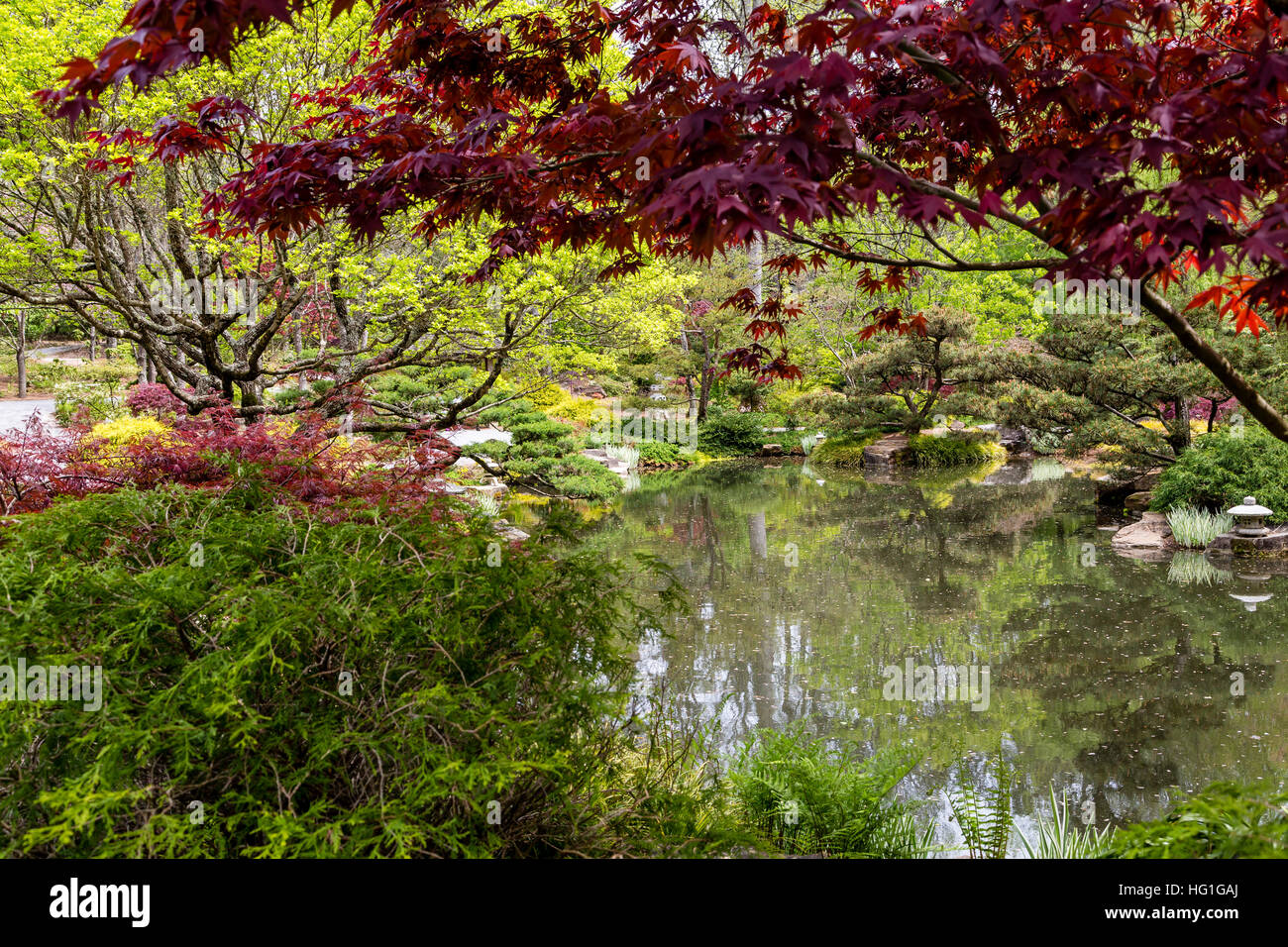 Red japanese maples hi-res stock photography and images - Alamy