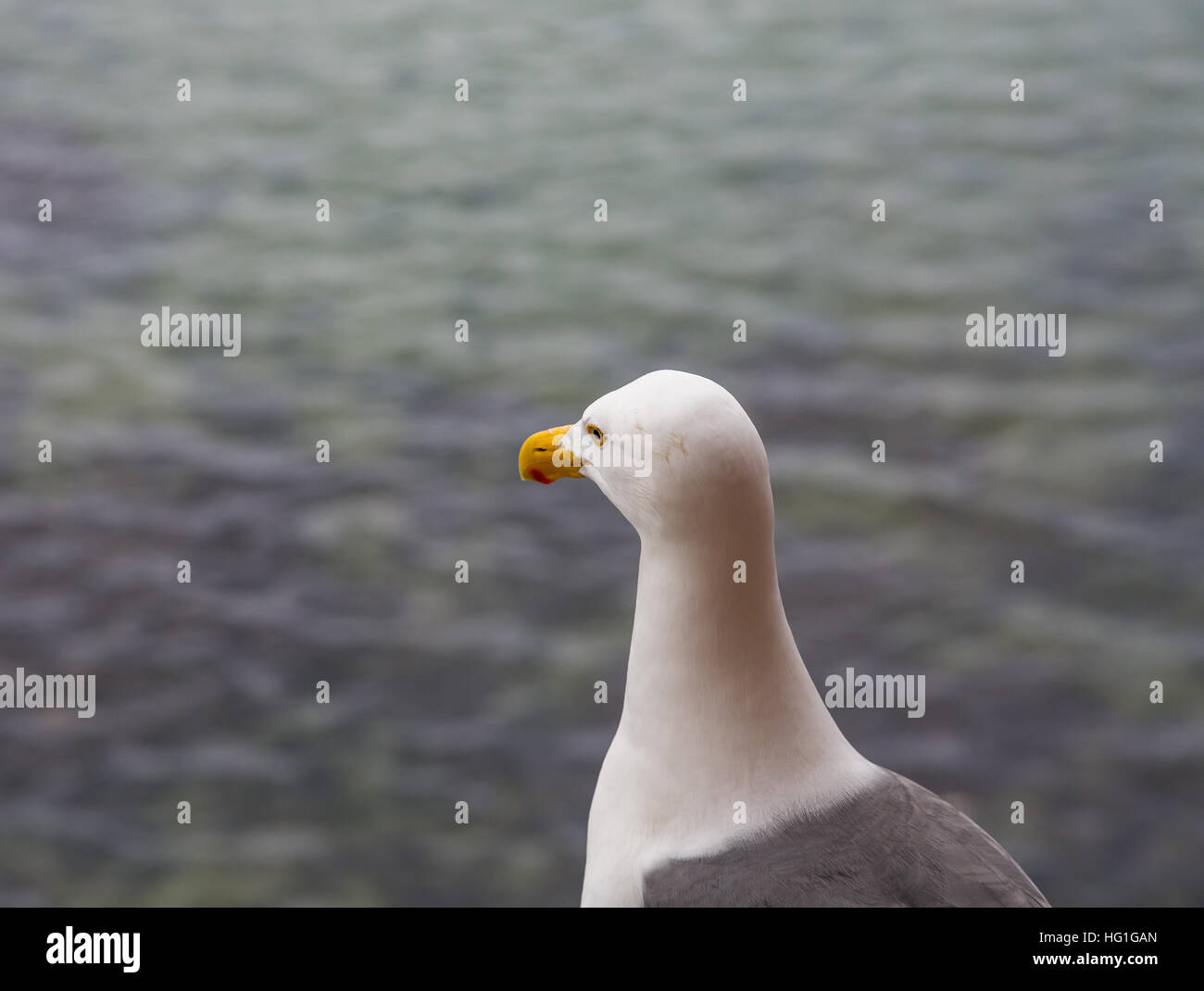 Seagull perch hi-res stock photography and images - Alamy