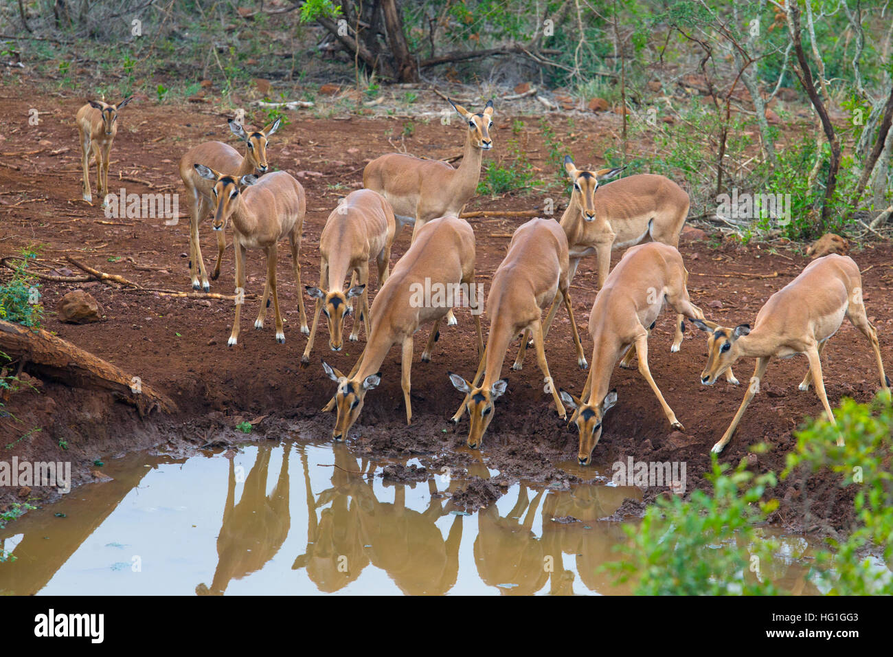 African bovidae hi-res stock photography and images - Alamy