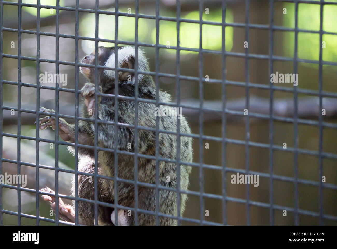 Marmoset Monkey Cages