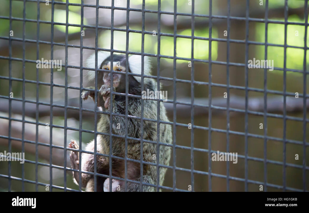 Marmoset Monkey Cages