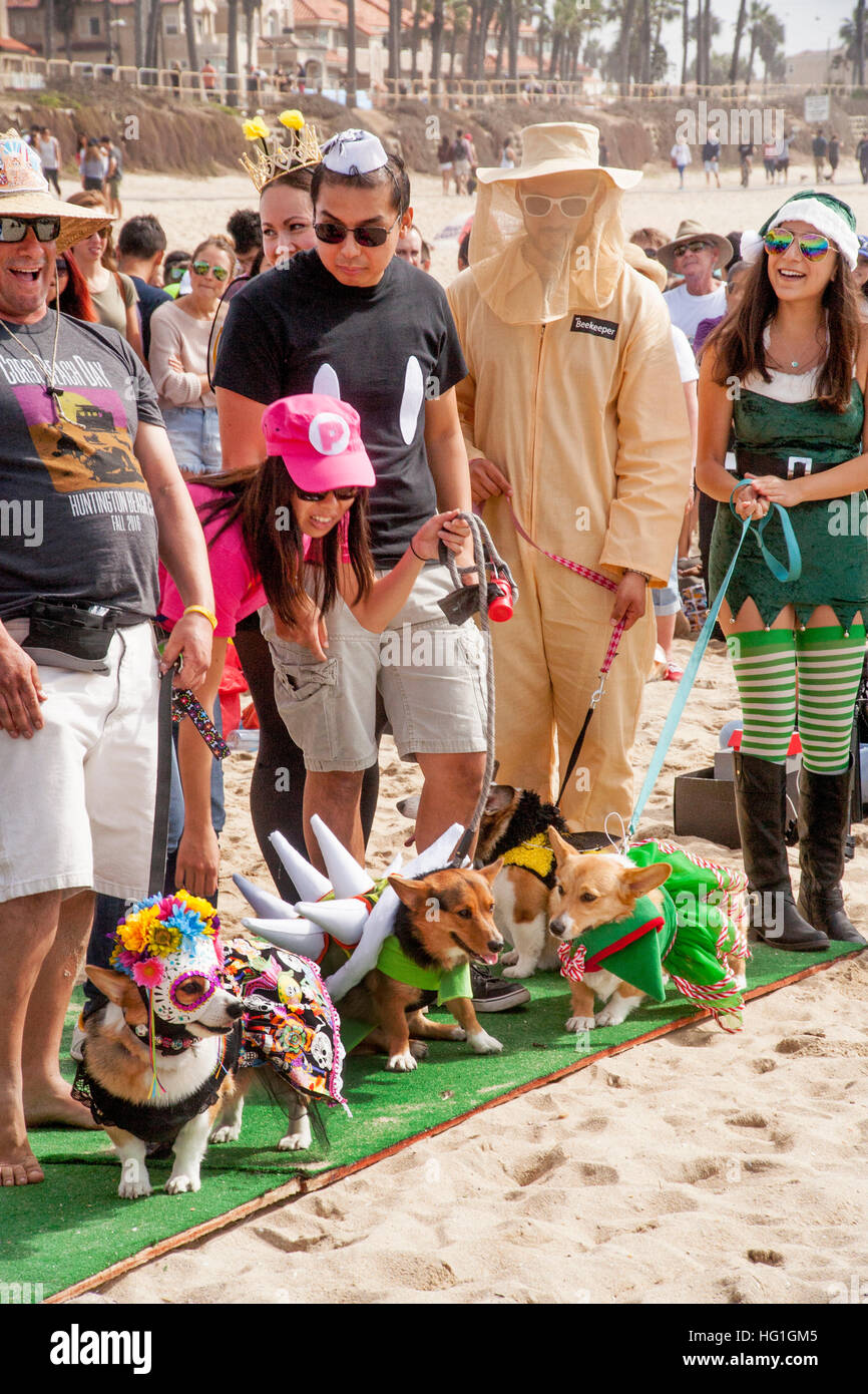 Corgi owners hi-res stock photography and images - Alamy