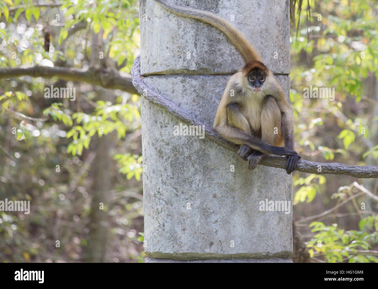 Geoffroy’s spider monkey climbing along a rope Stock Photo - Alamy