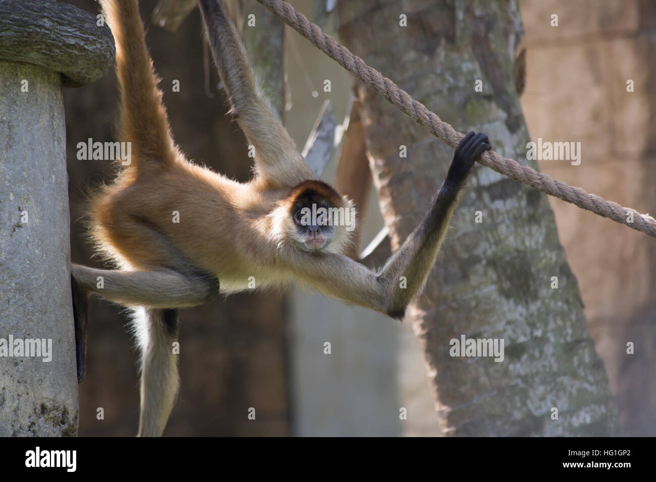 Geoffroy’s spider monkey climbing along a rope Stock Photo - Alamy