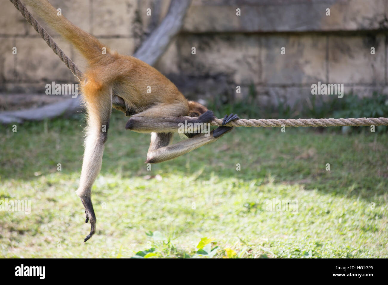 Geoffroy’s spider monkey climbing along a rope Stock Photo - Alamy