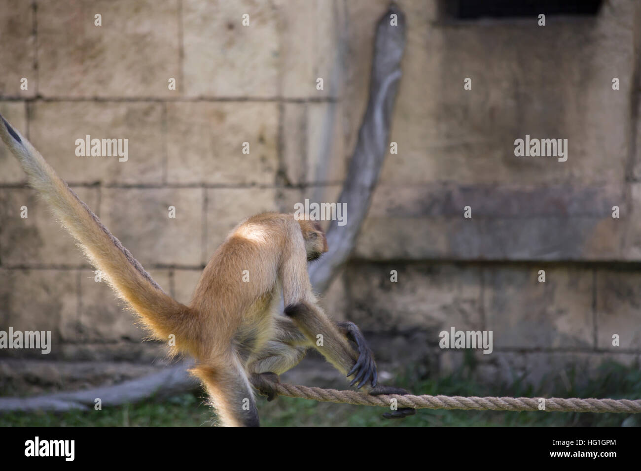 Geoffroy’s spider monkey climbing along a rope Stock Photo - Alamy