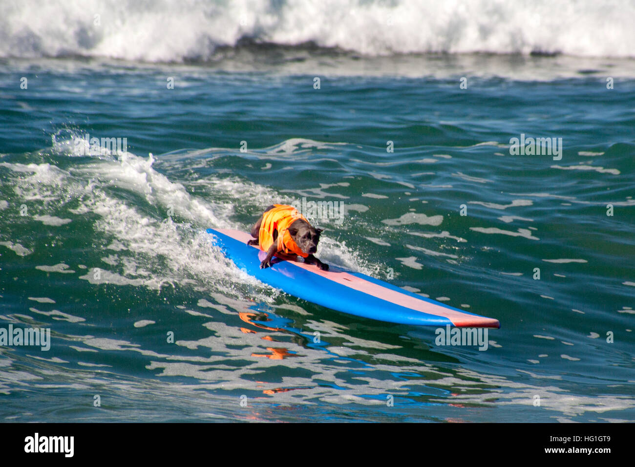 A Chocolate Labrador Retriever rides a surfboard in a timed dog surfing ...