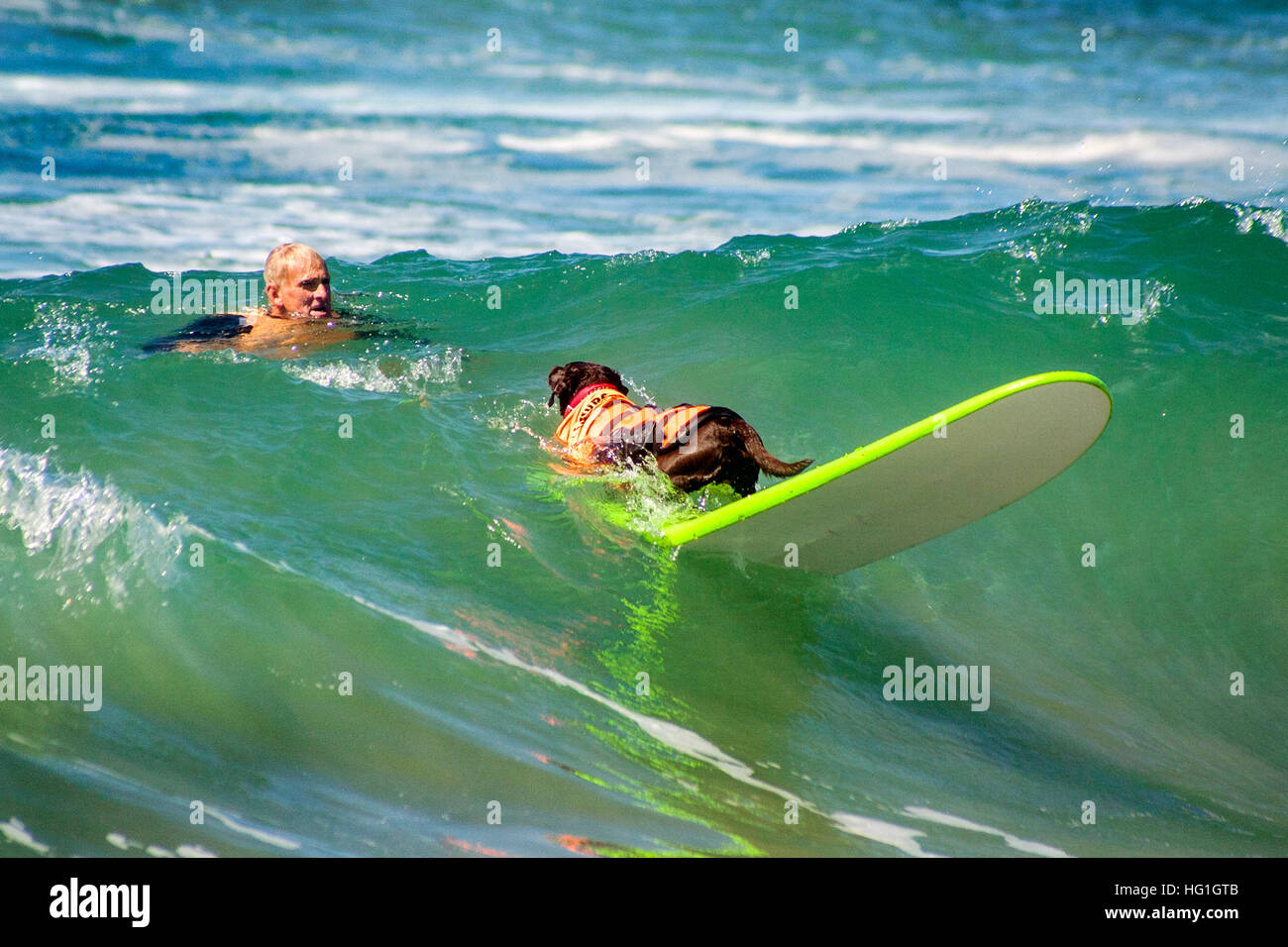 Assisted by his owner, a Chocolate Labrador Retriever rides a surfboard ...