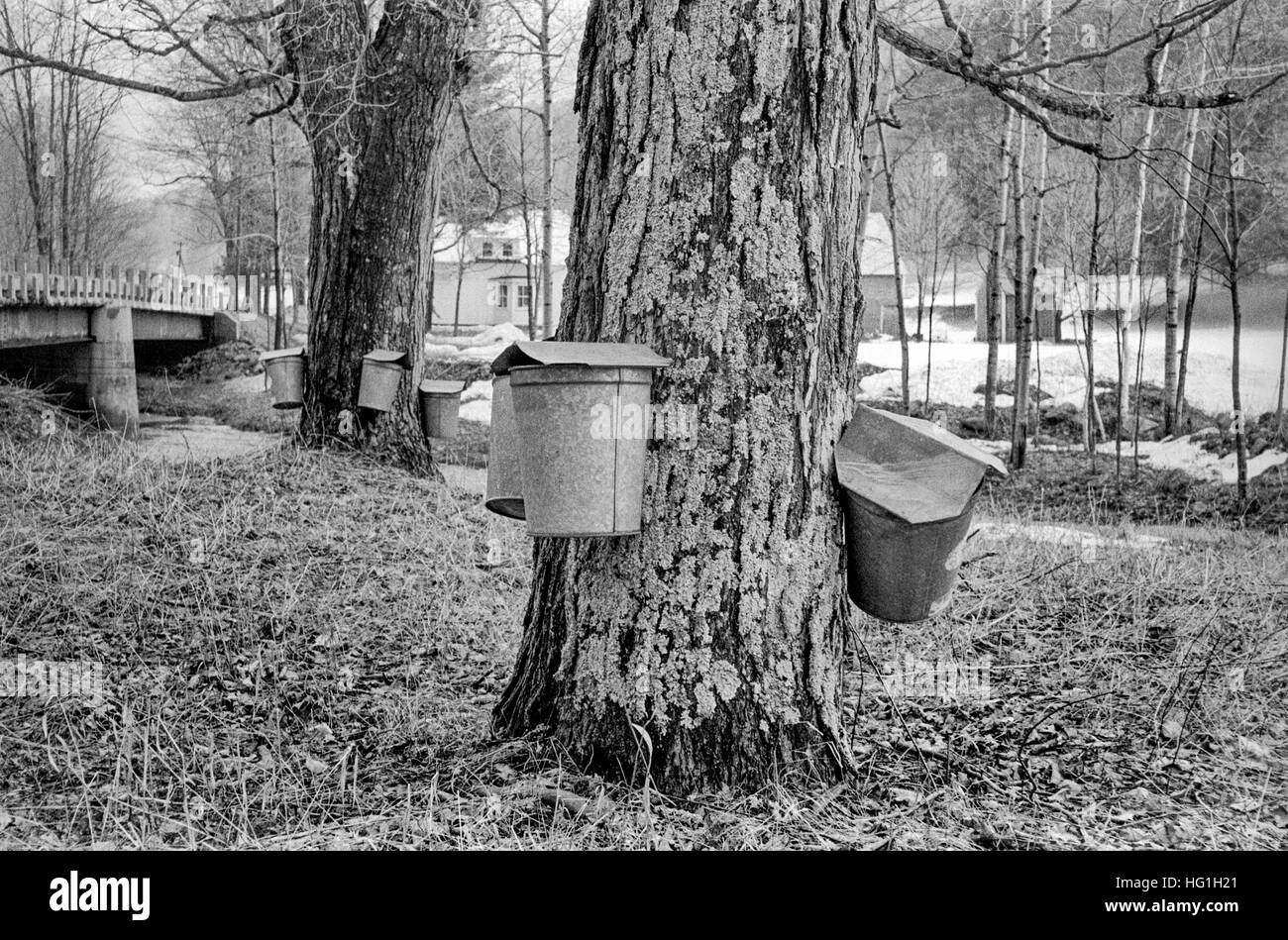 Sap streams Black and White Stock Photos & Images - Alamy