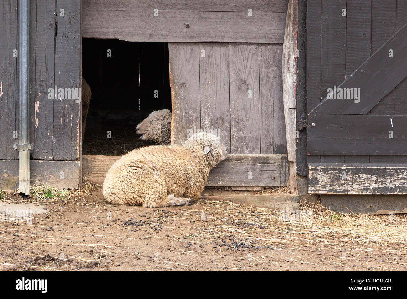 Sheep wool agriculture farm barnyard fleece hi-res stock photography ...