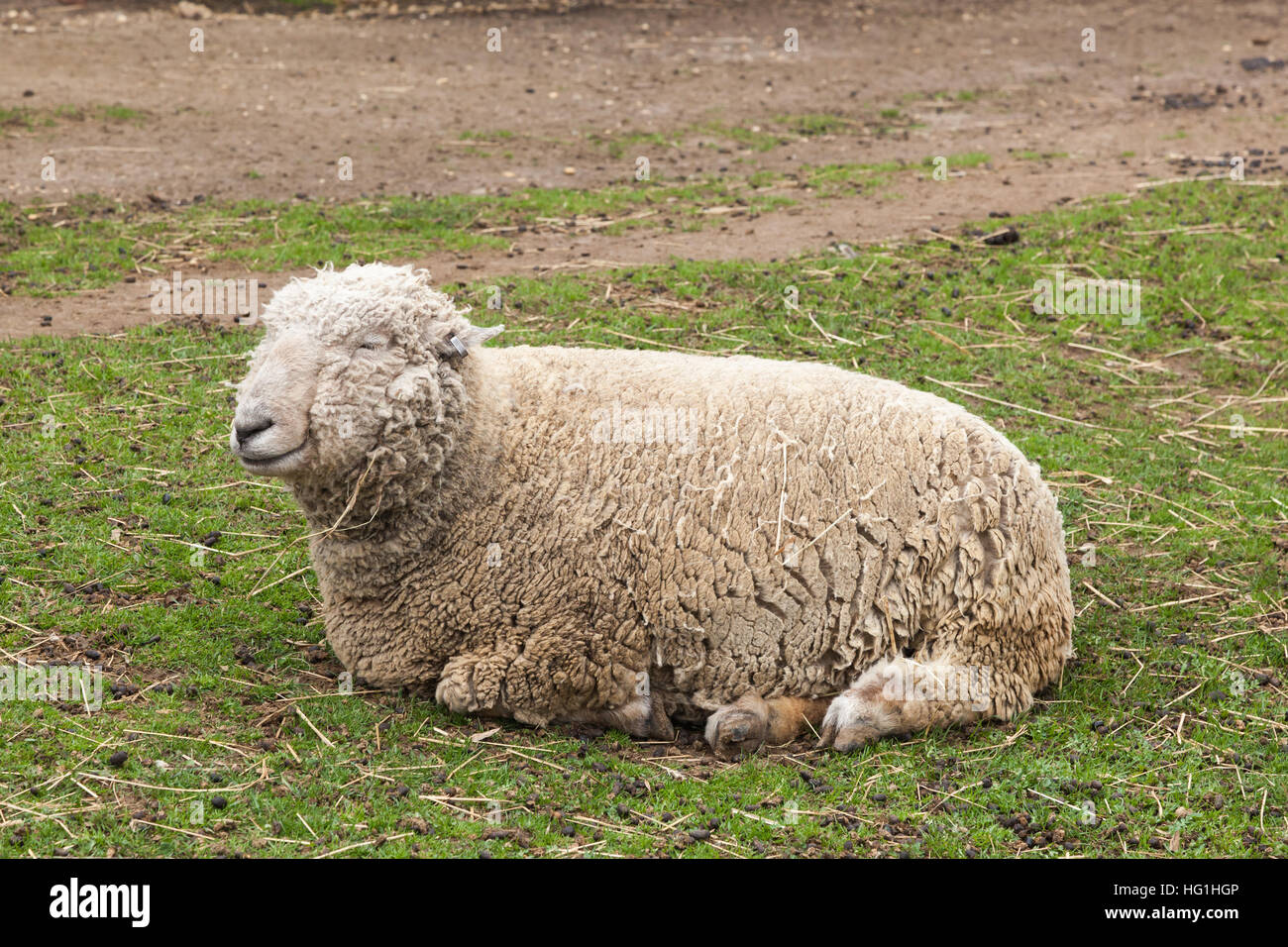 Spring in the barnyard hi-res stock photography and images - Alamy
