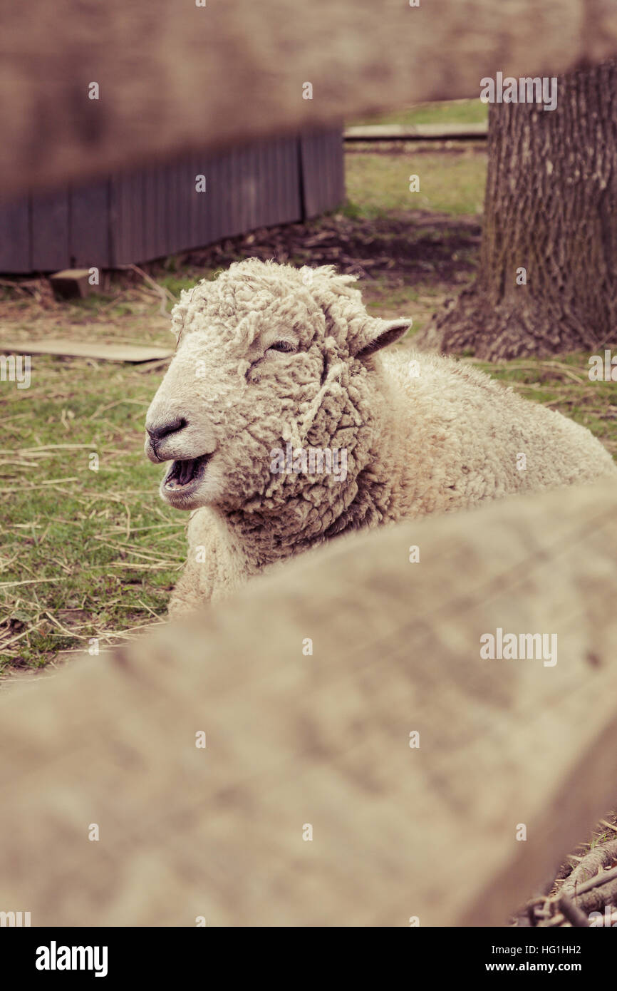 Sheep farm out hi-res stock photography and images - Alamy