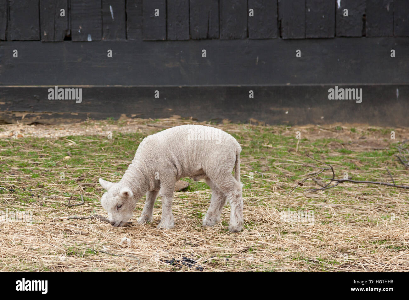 A lamb walks around and eats outside it's barn Stock Photo - Alamy