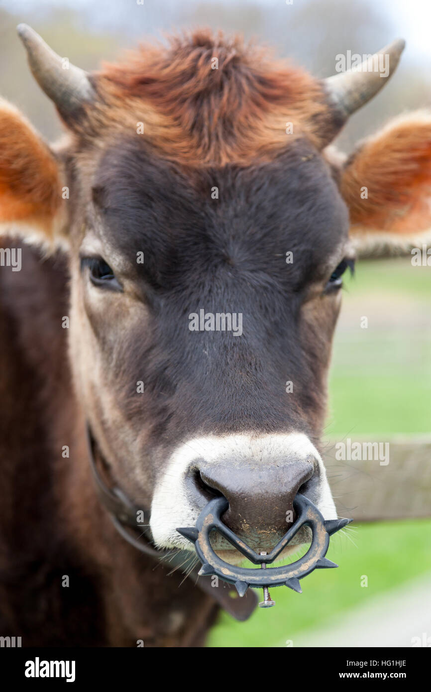 Calf weaning rings hi-res stock photography and images - Alamy
