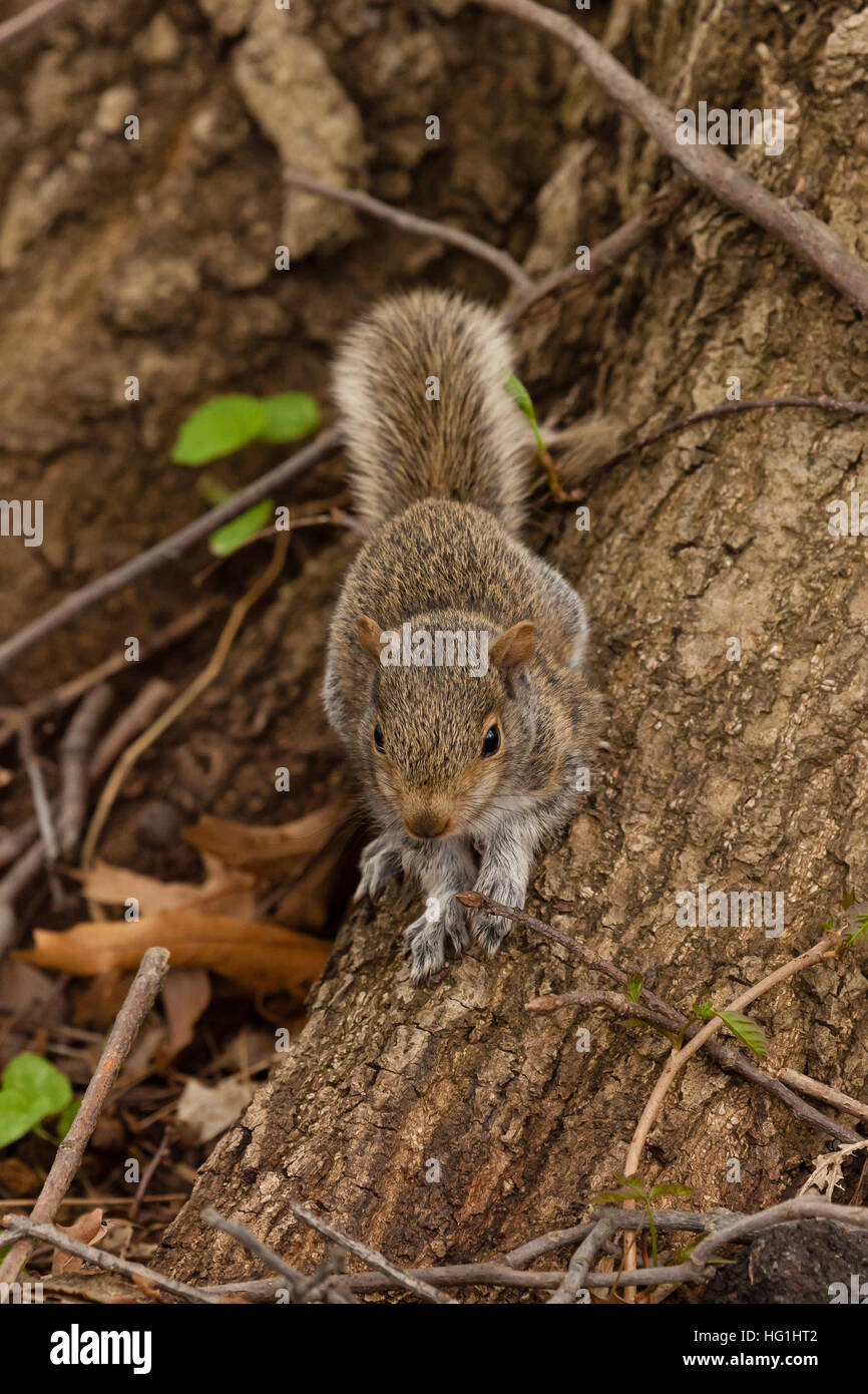 Baby ground squirrel hi-res stock photography and images - Alamy