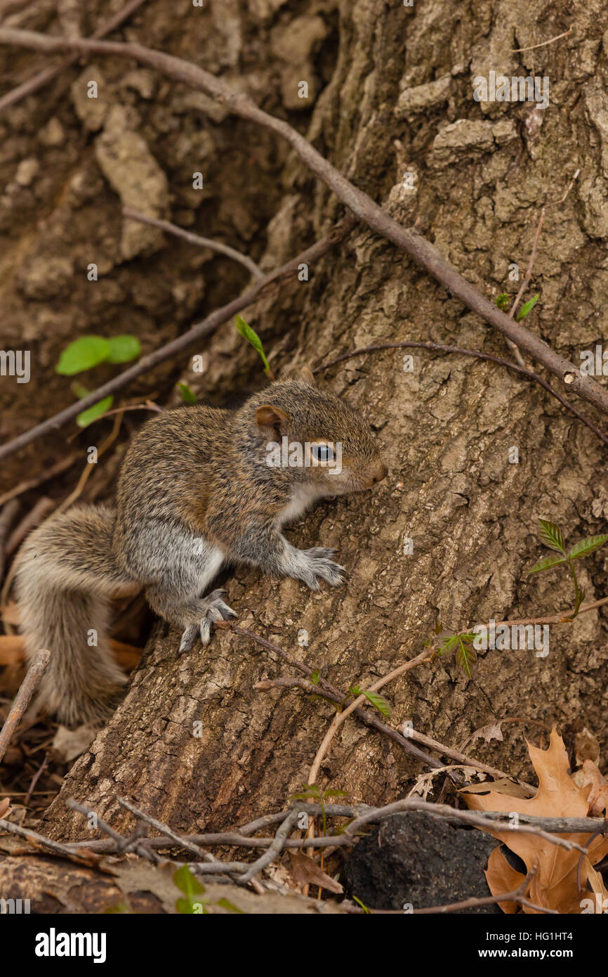 Squirrel at base of a tree hi-res stock photography and images - Alamy