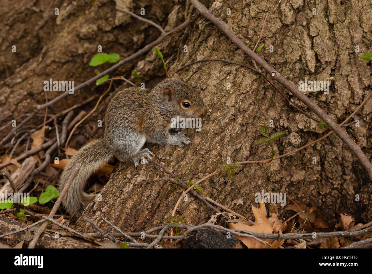 Squirrel at base of a tree hi-res stock photography and images - Alamy