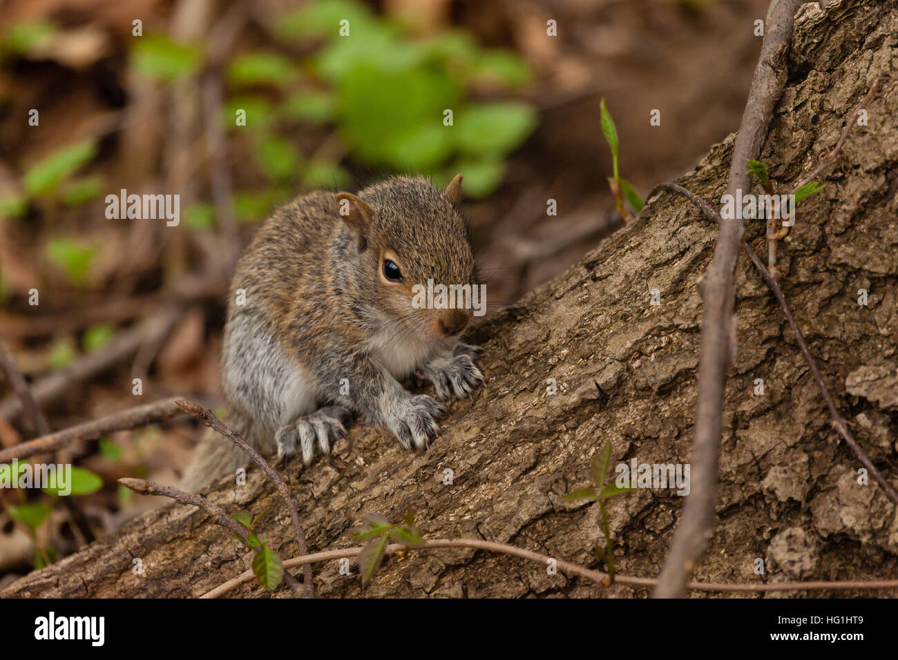 Squirrel at base of a tree hi-res stock photography and images - Alamy