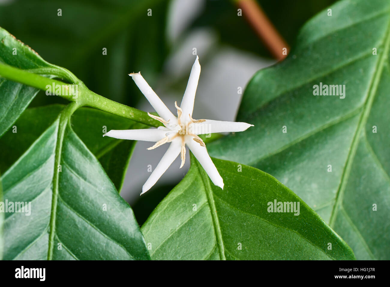 Closeup of Arabica coffee flower. Arabica coffee tree is one of the ...