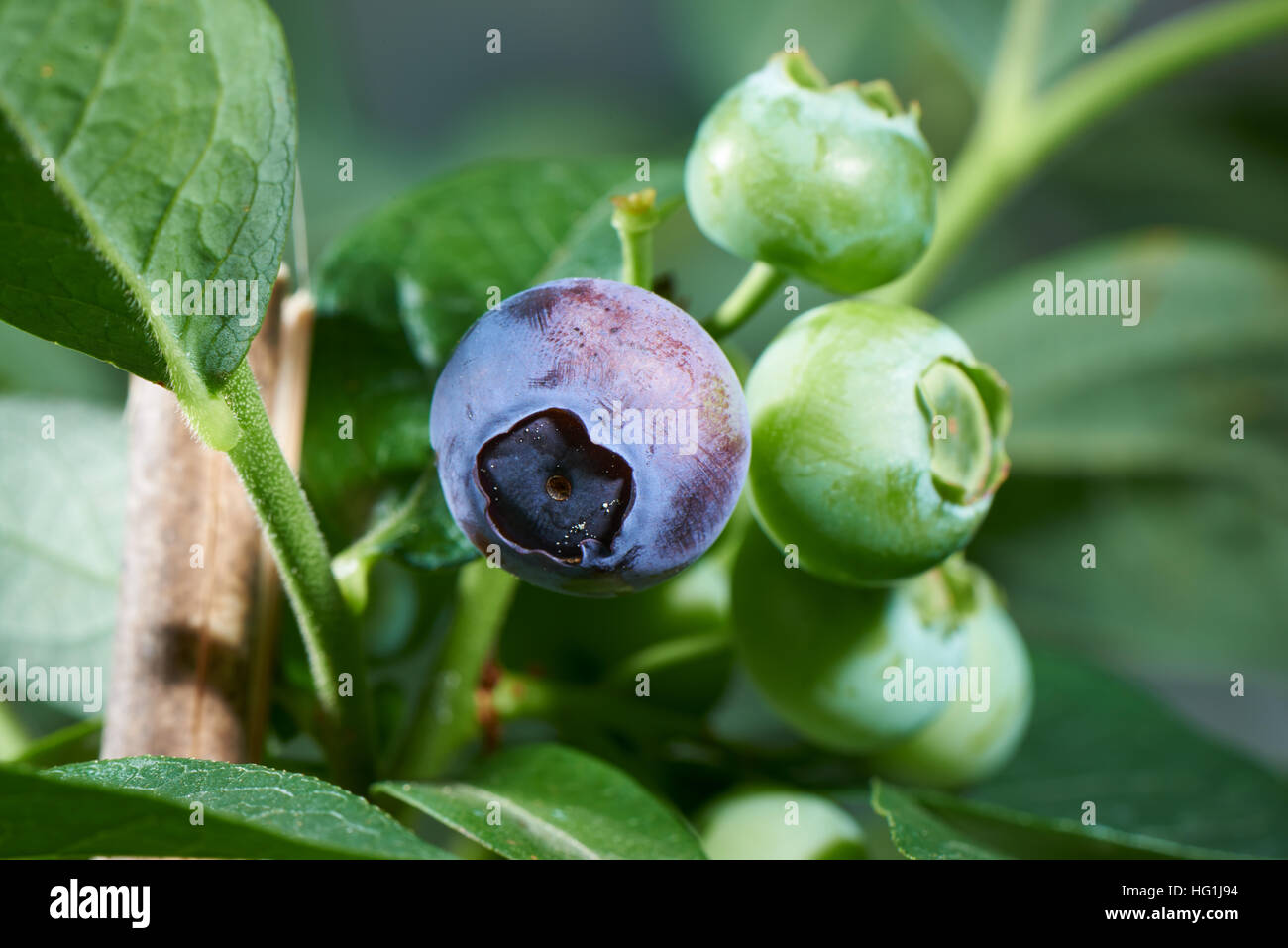 closeup of ripe blueberry on branches with flash light Stock Photo - Alamy