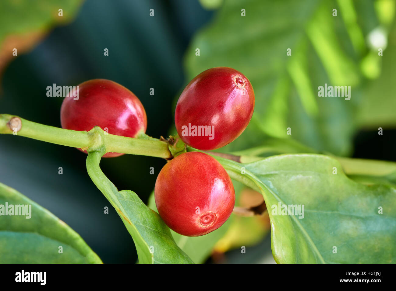 Closeup of ripe raw coffee fruit of a arabica coffee tree Stock Photo ...