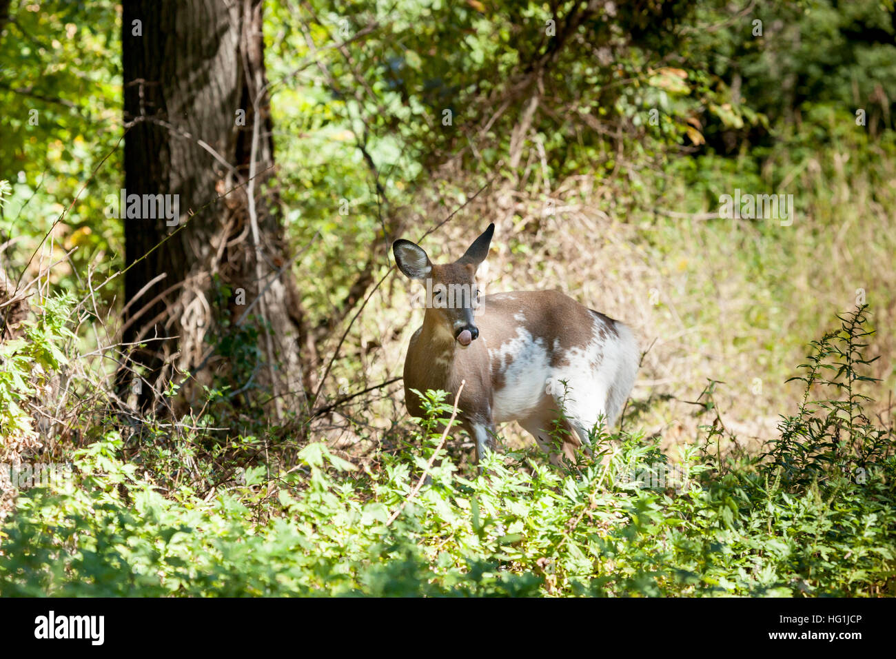 Male fawn hi-res stock photography and images - Alamy