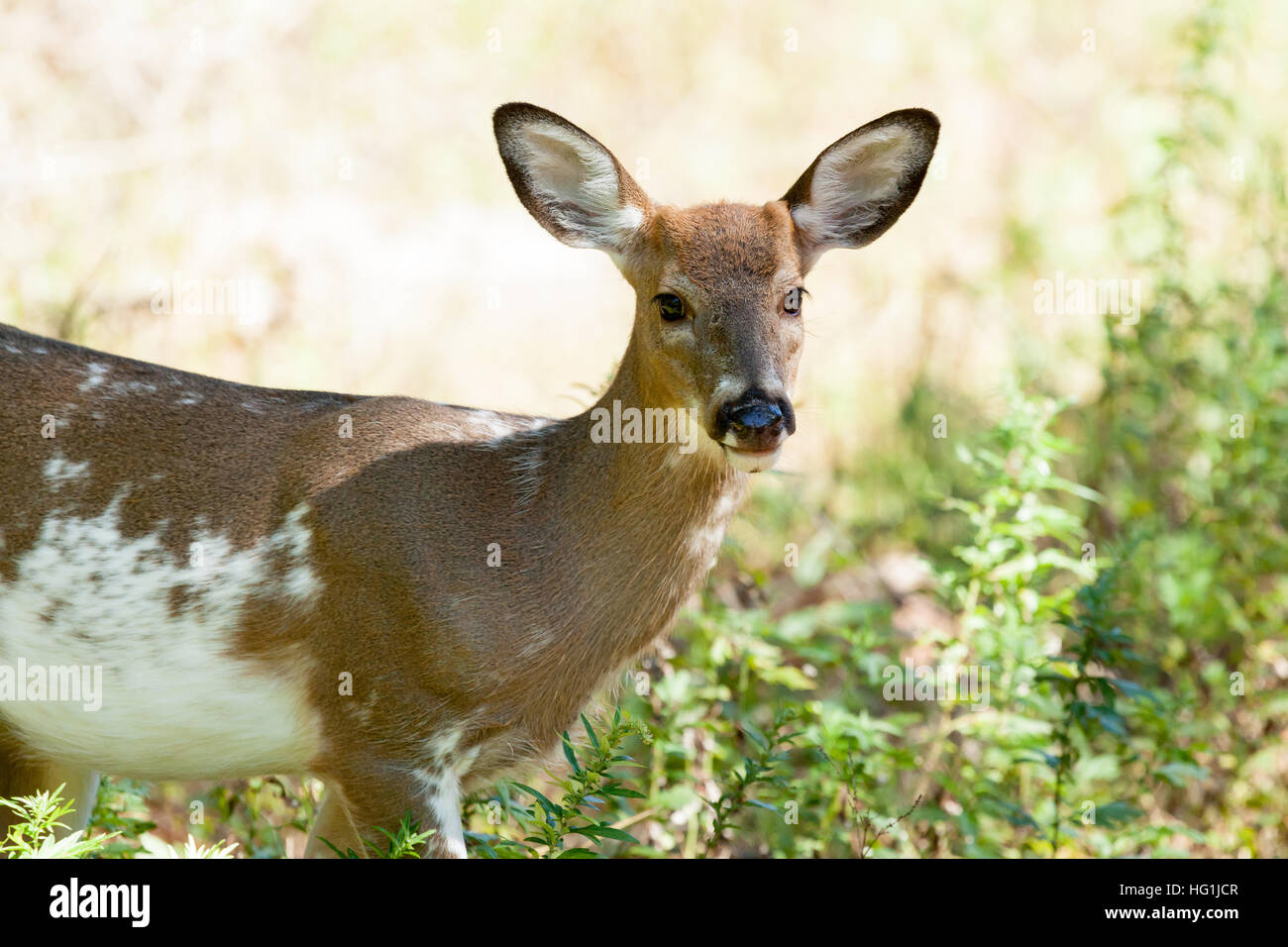 A piebald White-tailed male fawn in the woods Stock Photo - Alamy