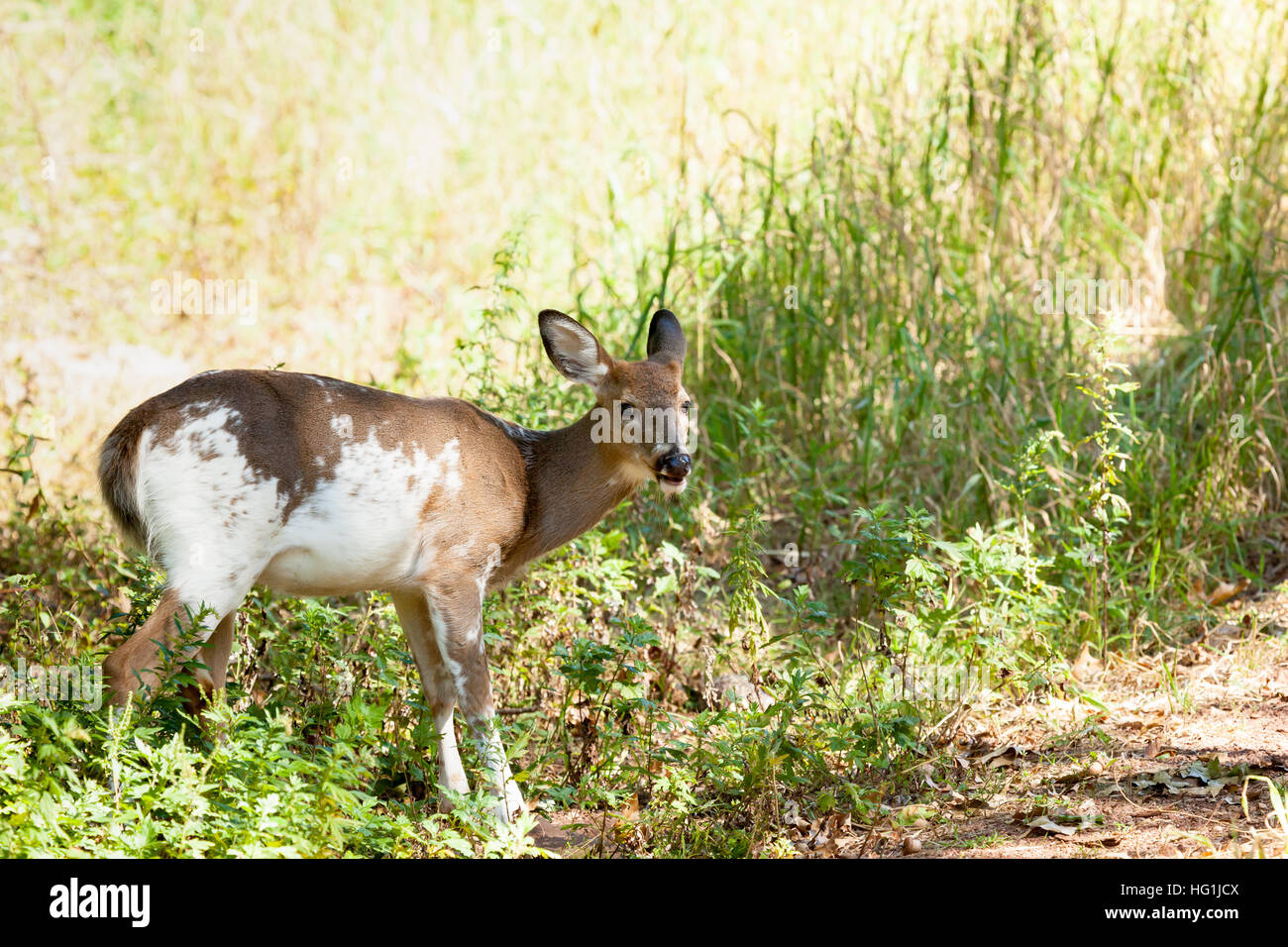 A piebald White-tailed male fawn in the woods Stock Photo - Alamy