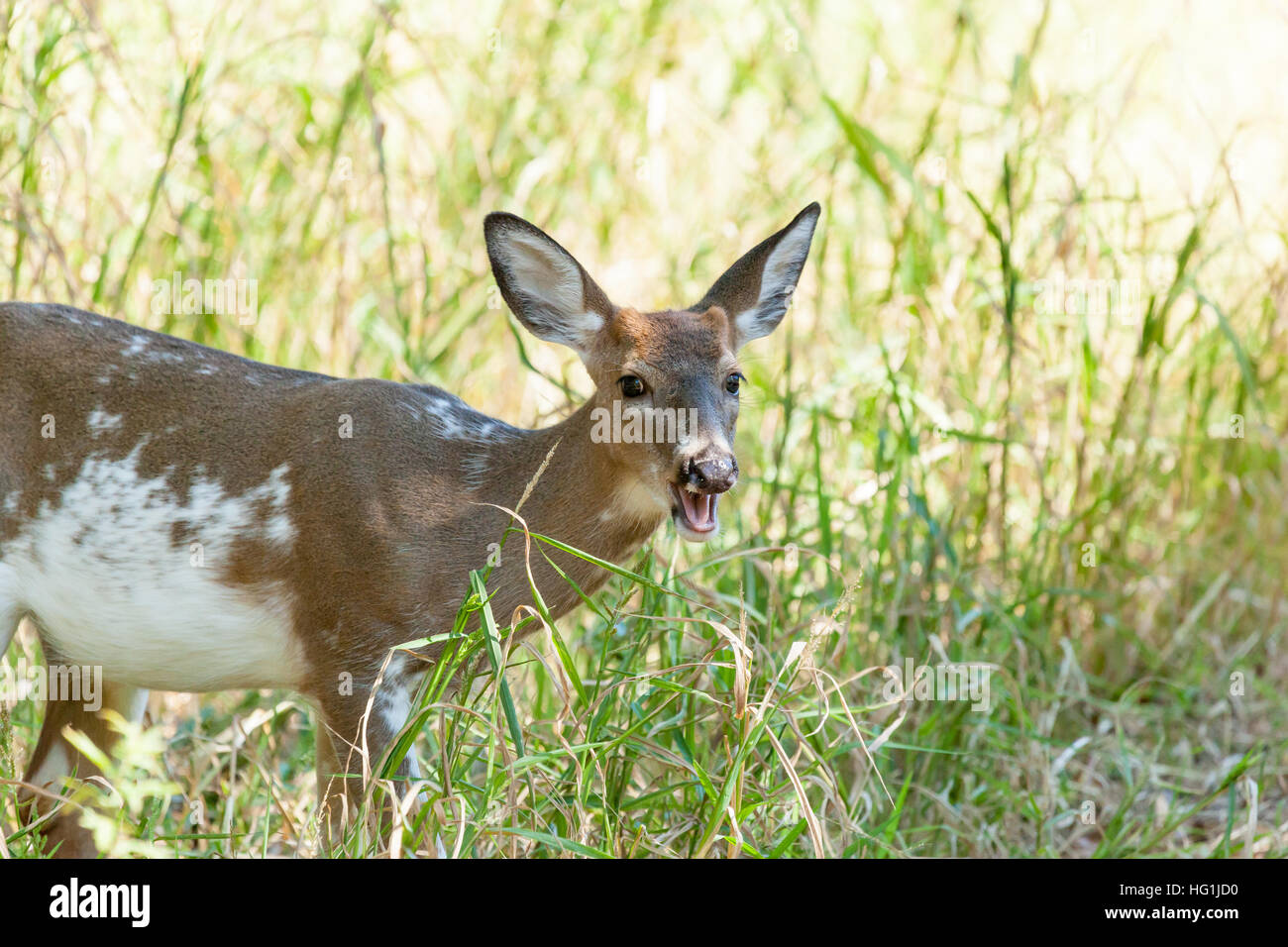 A piebald White-tailed male fawn in the woods Stock Photo - Alamy