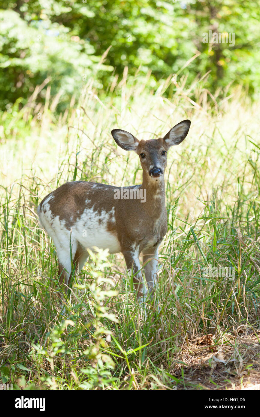 A piebald White-tailed male fawn in the woods Stock Photo - Alamy