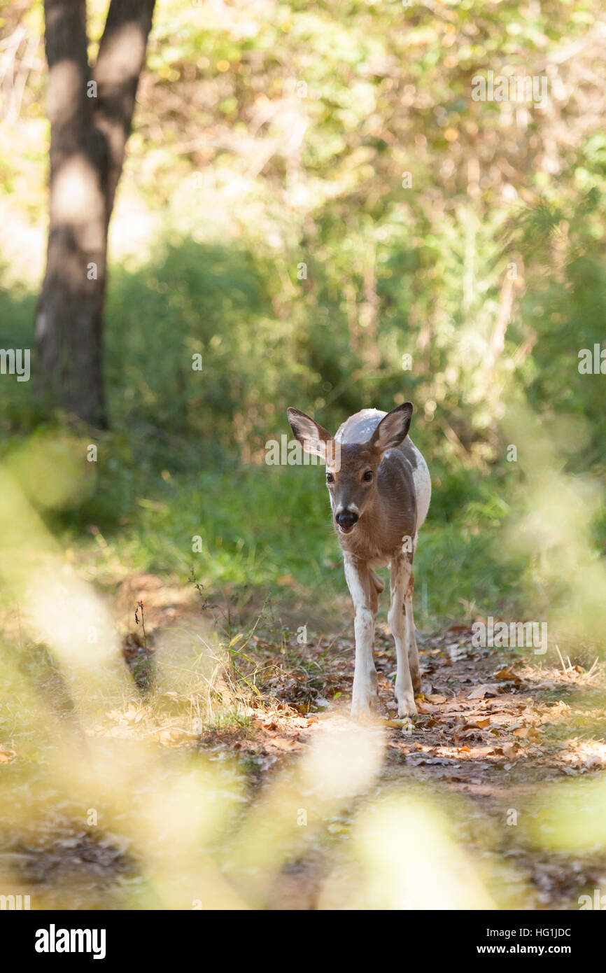 Piebald white tailed deer hi-res stock photography and images - Alamy