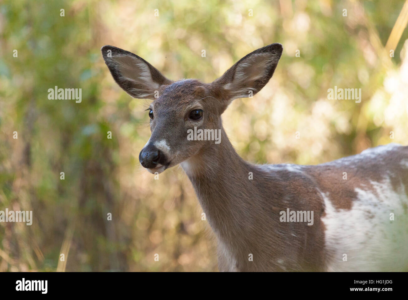 A piebald White-tailed male fawn in the woods Stock Photo - Alamy