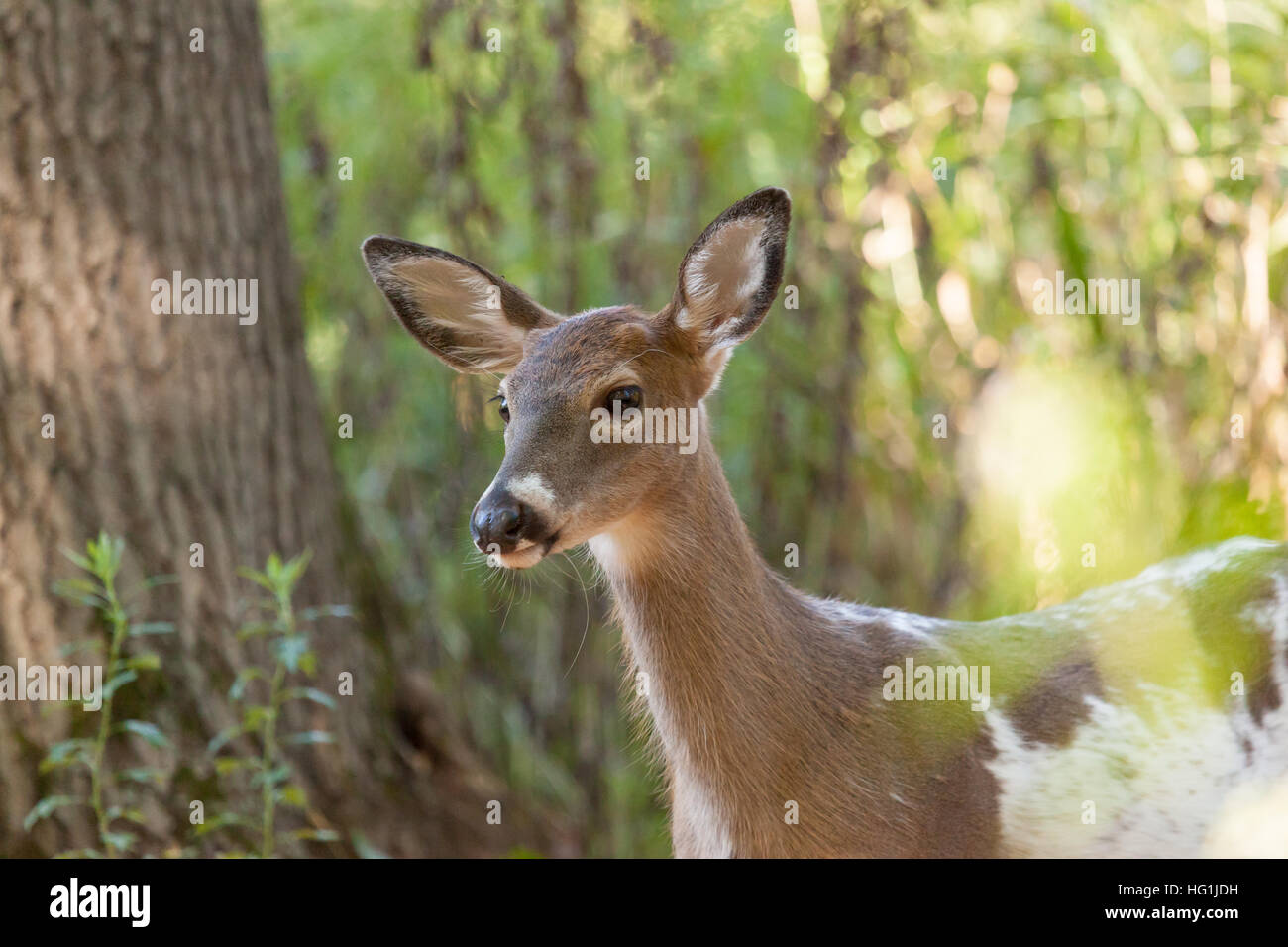 Piebald Deer High Resolution Stock Photography and Images - Alamy