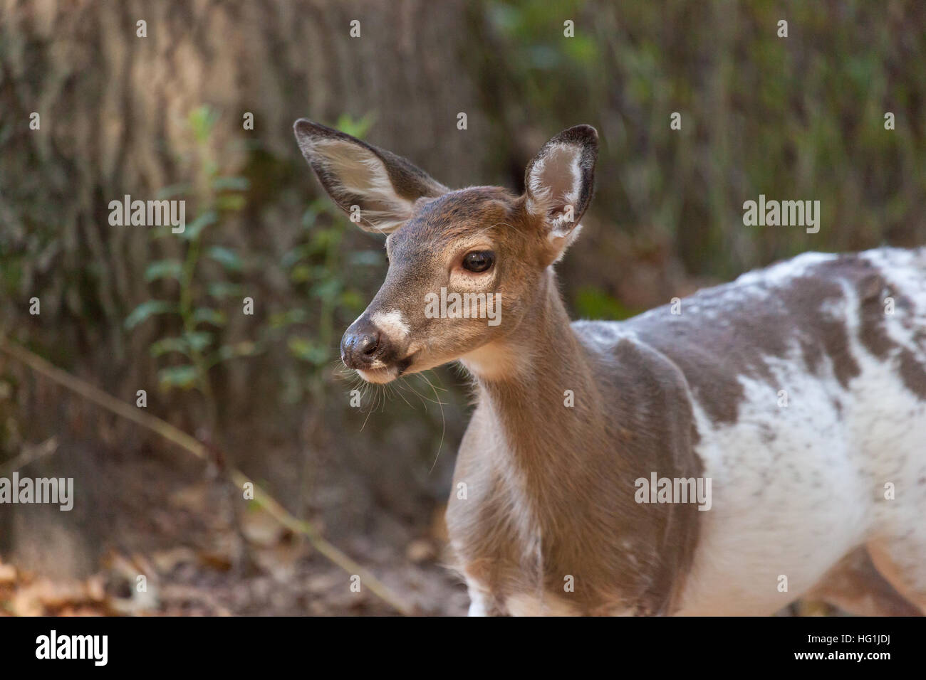 Piebald deer hi-res stock photography and images - Alamy