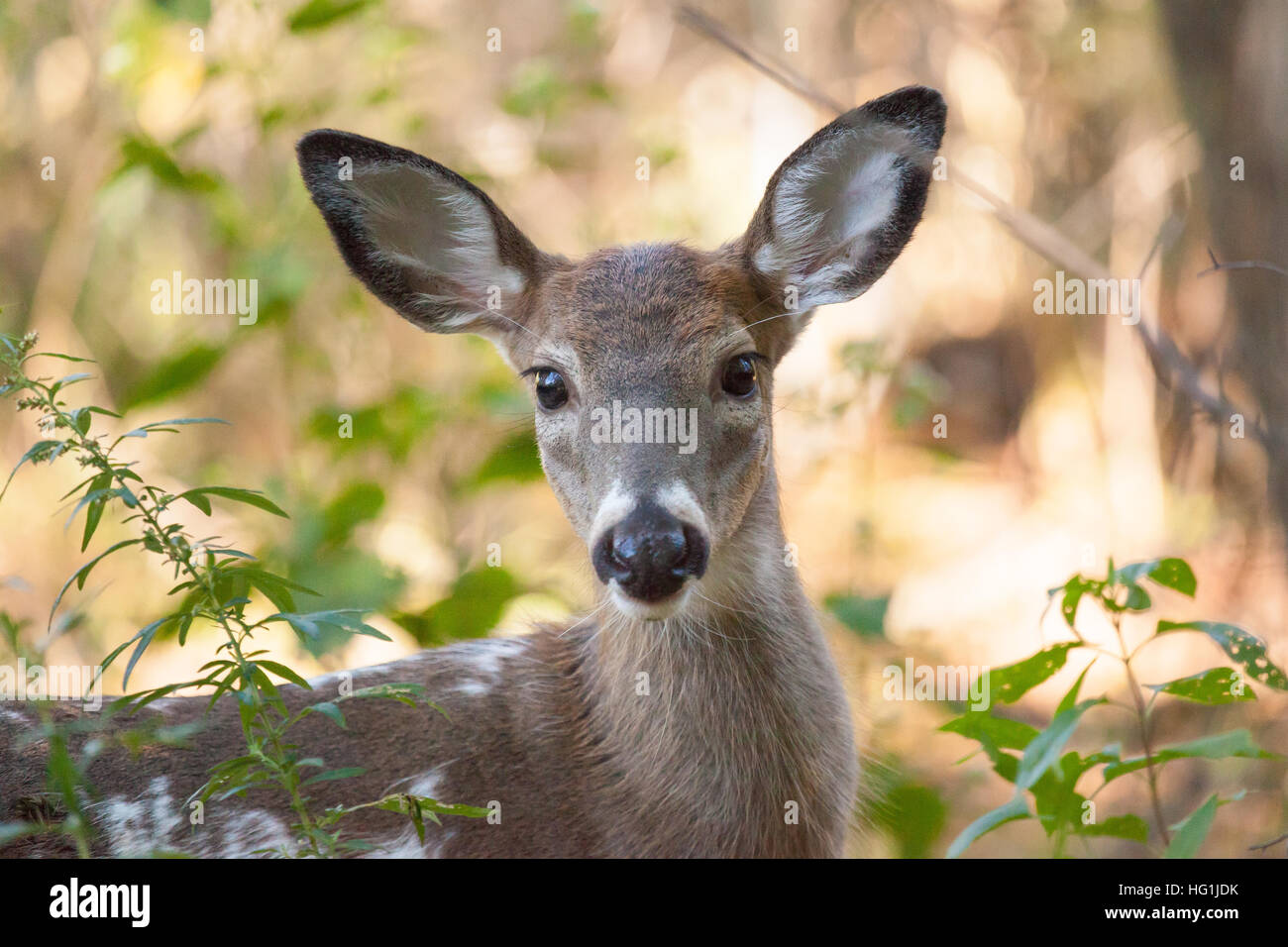 A piebald White-tailed male fawn in the woods Stock Photo - Alamy