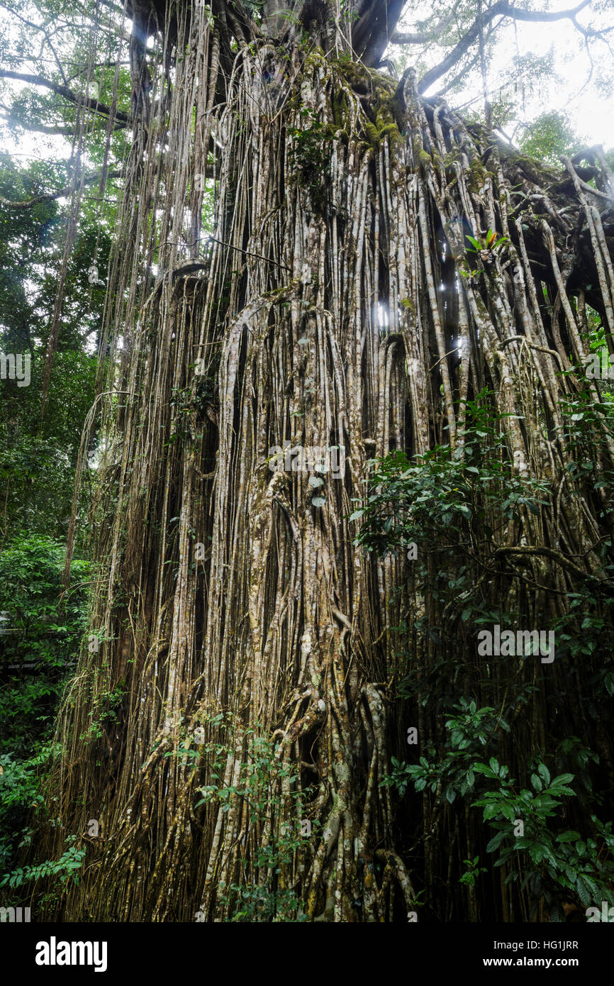 Parasitic vines hi-res stock photography and images - Alamy