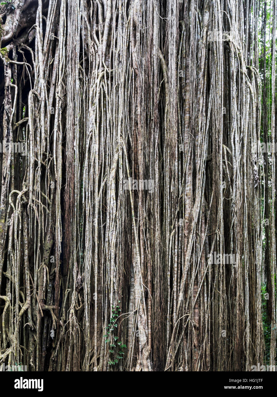 Curtain Fig Tree ( Ficus virens ) in Yungaburra, Queensland, Australia ...