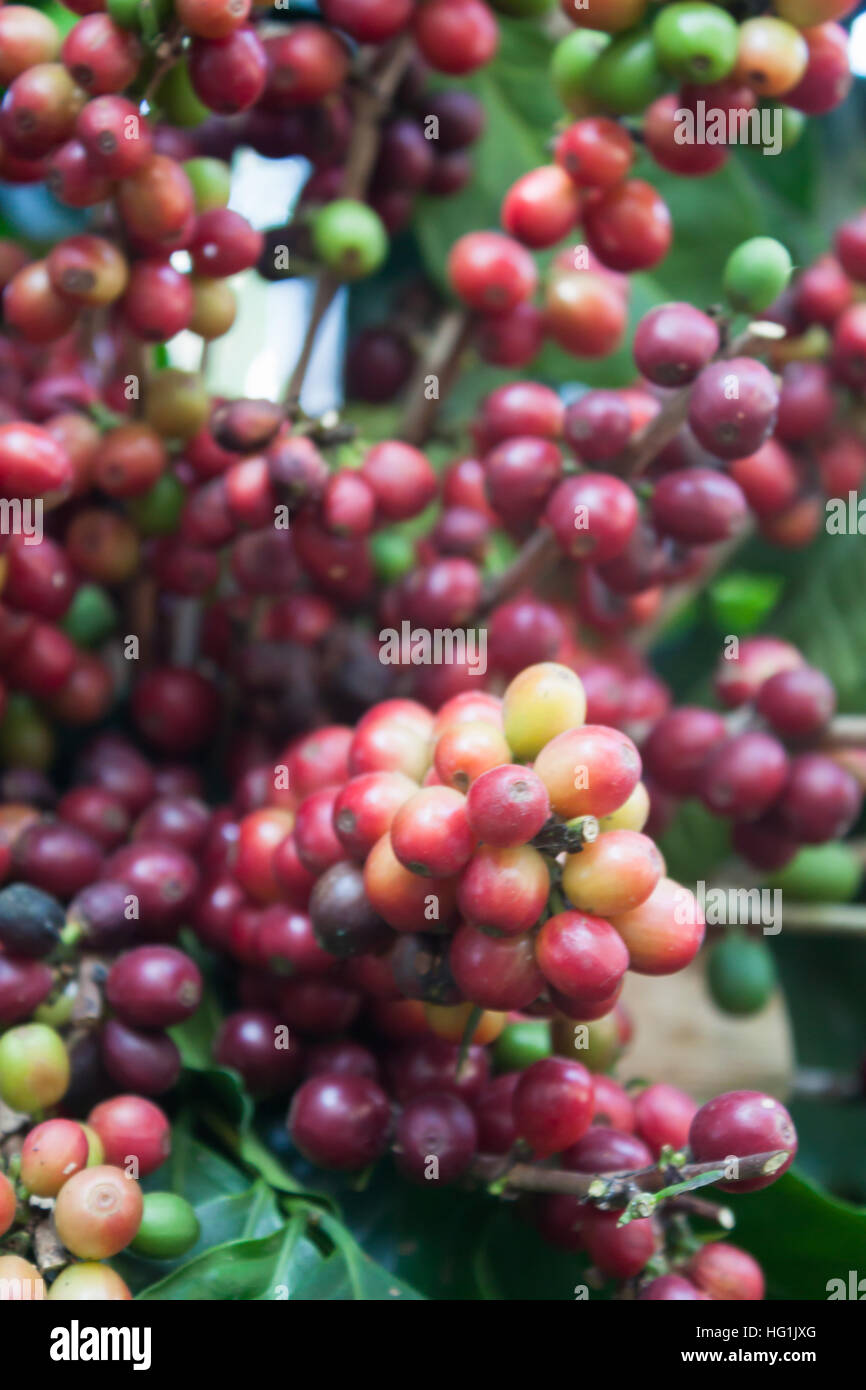 Coffee seeds on a coffee tree, stock photo Stock Photo - Alamy
