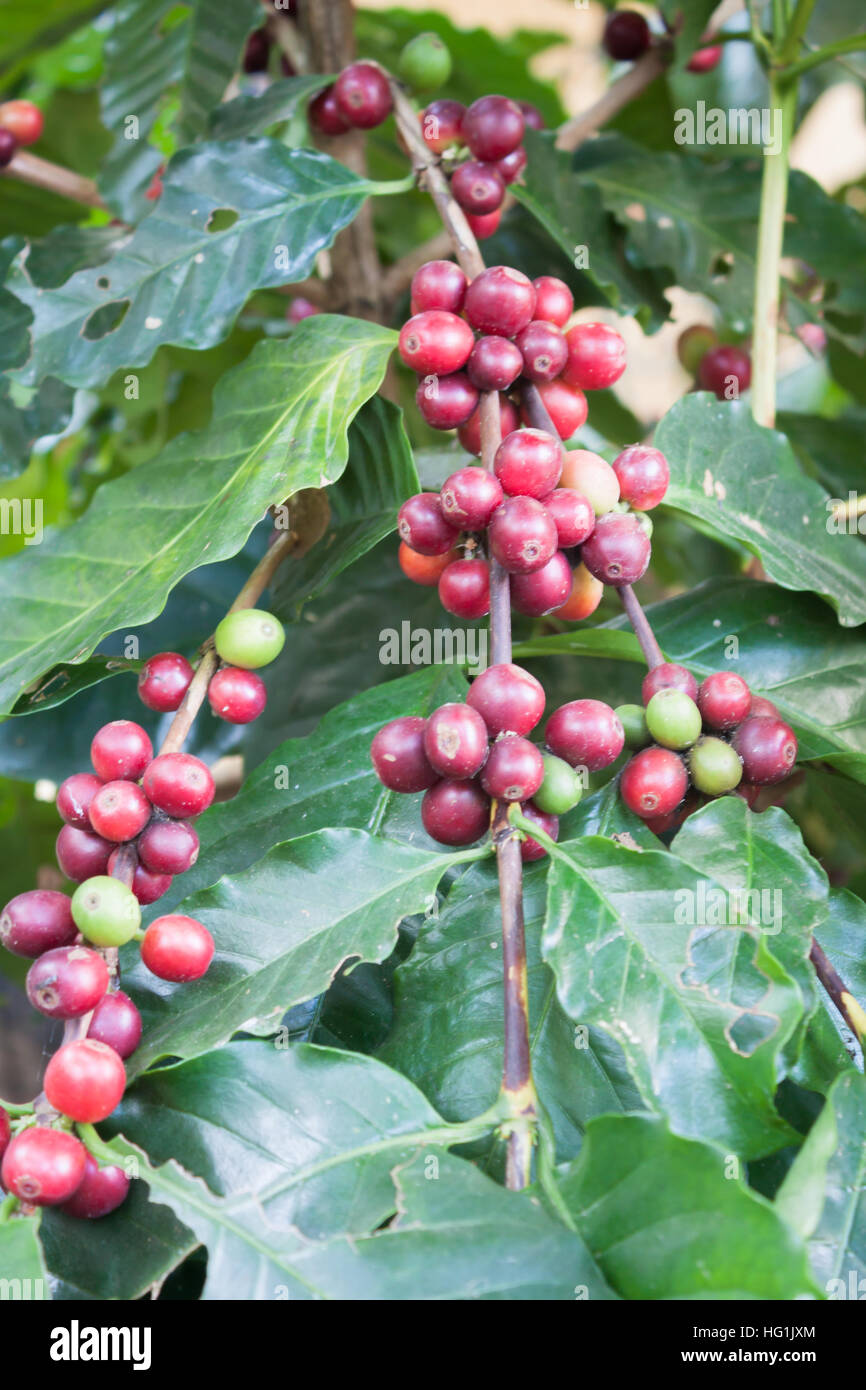 Coffee seeds on a coffee tree, stock photo Stock Photo - Alamy