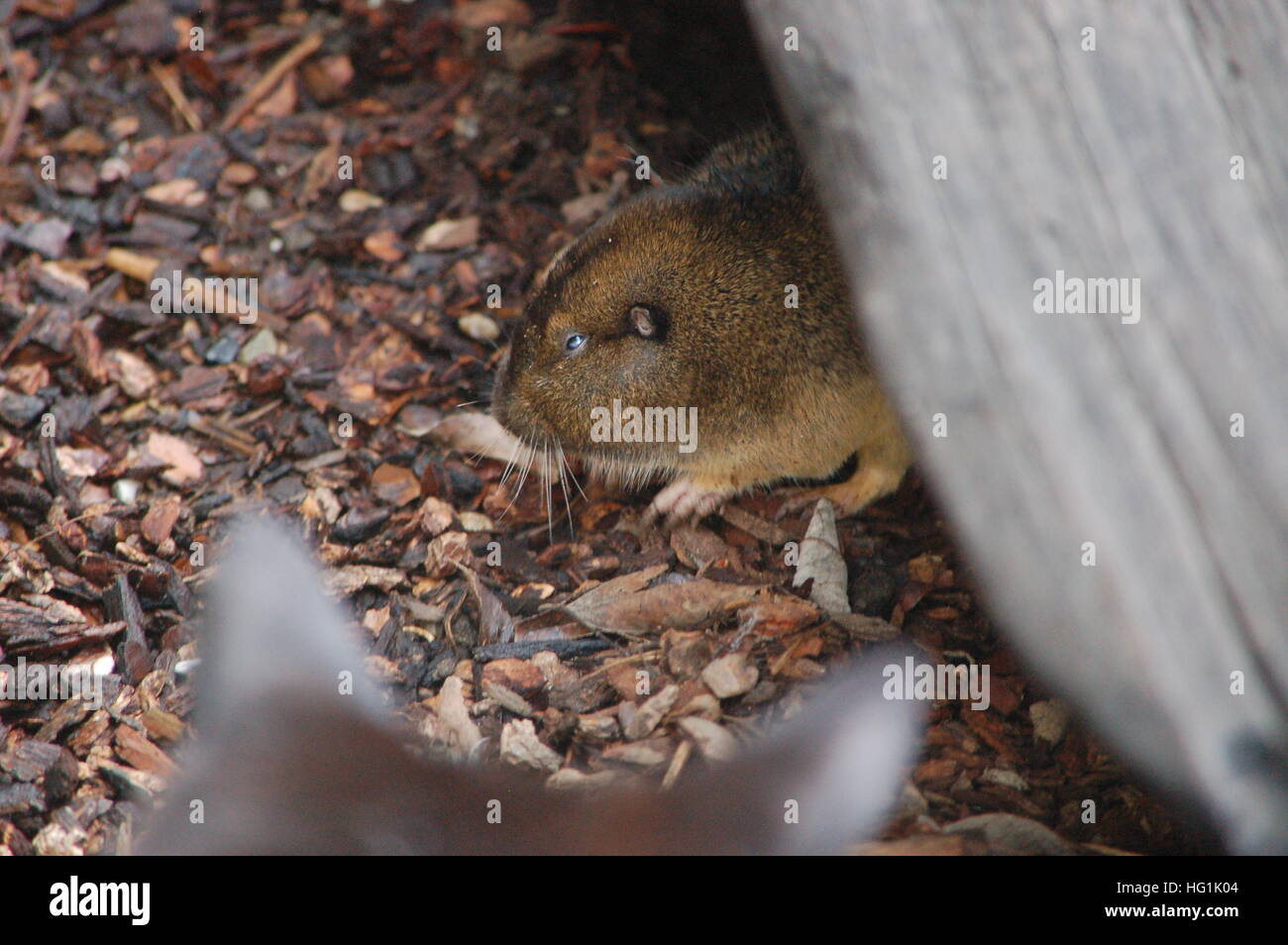 A cute little Botta's Pocket Gopher being stalked by the house cat in ...