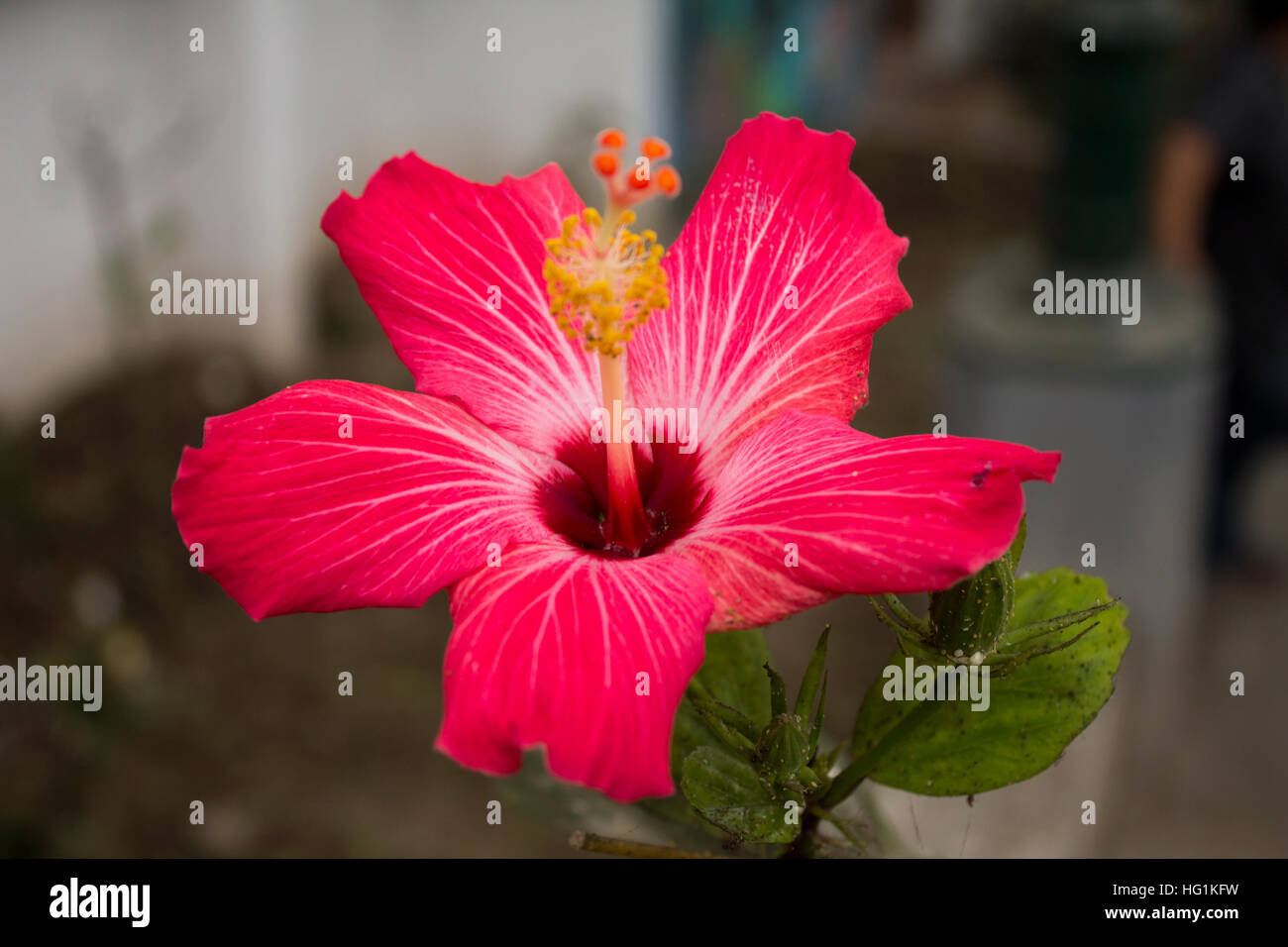Hibiscus rosa-sinensis (flower Stock Photo - Alamy