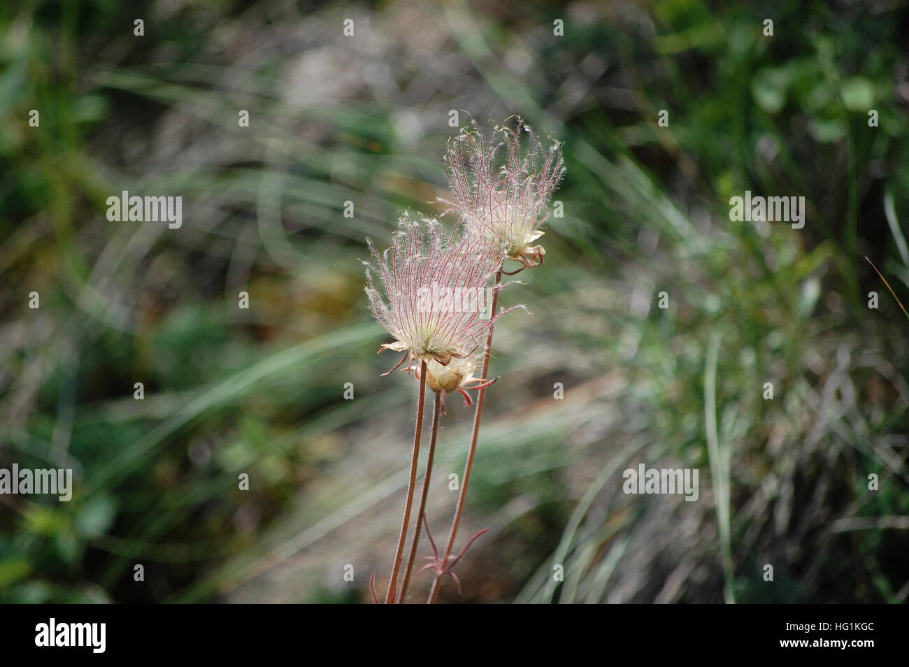 Arctic flora hi-res stock photography and images - Alamy