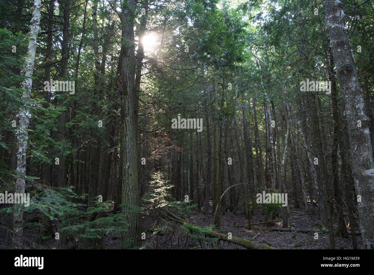 Green forest view hi-res stock photography and images - Alamy