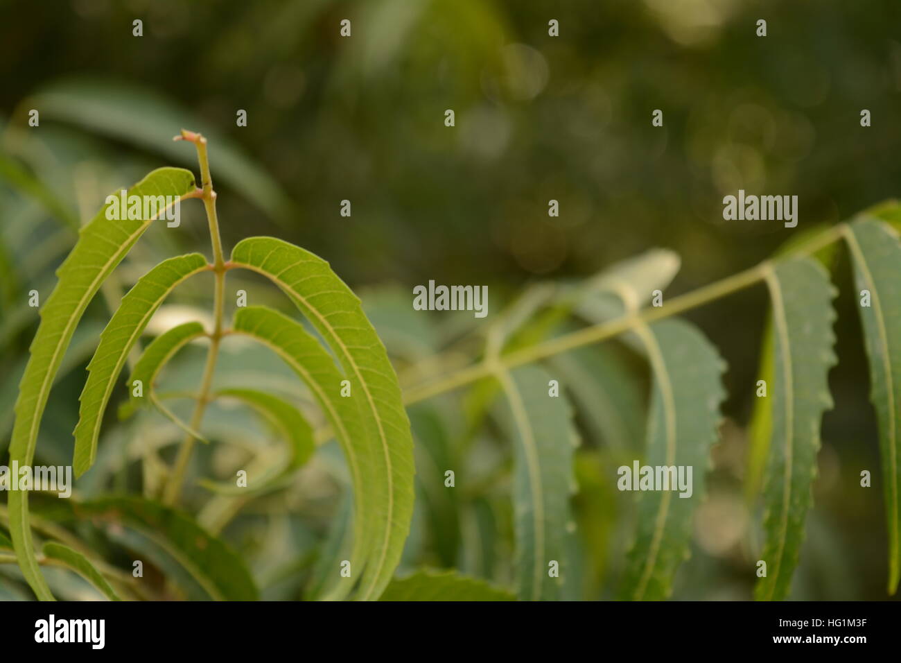 Green leaf close-up Stock Photo - Alamy