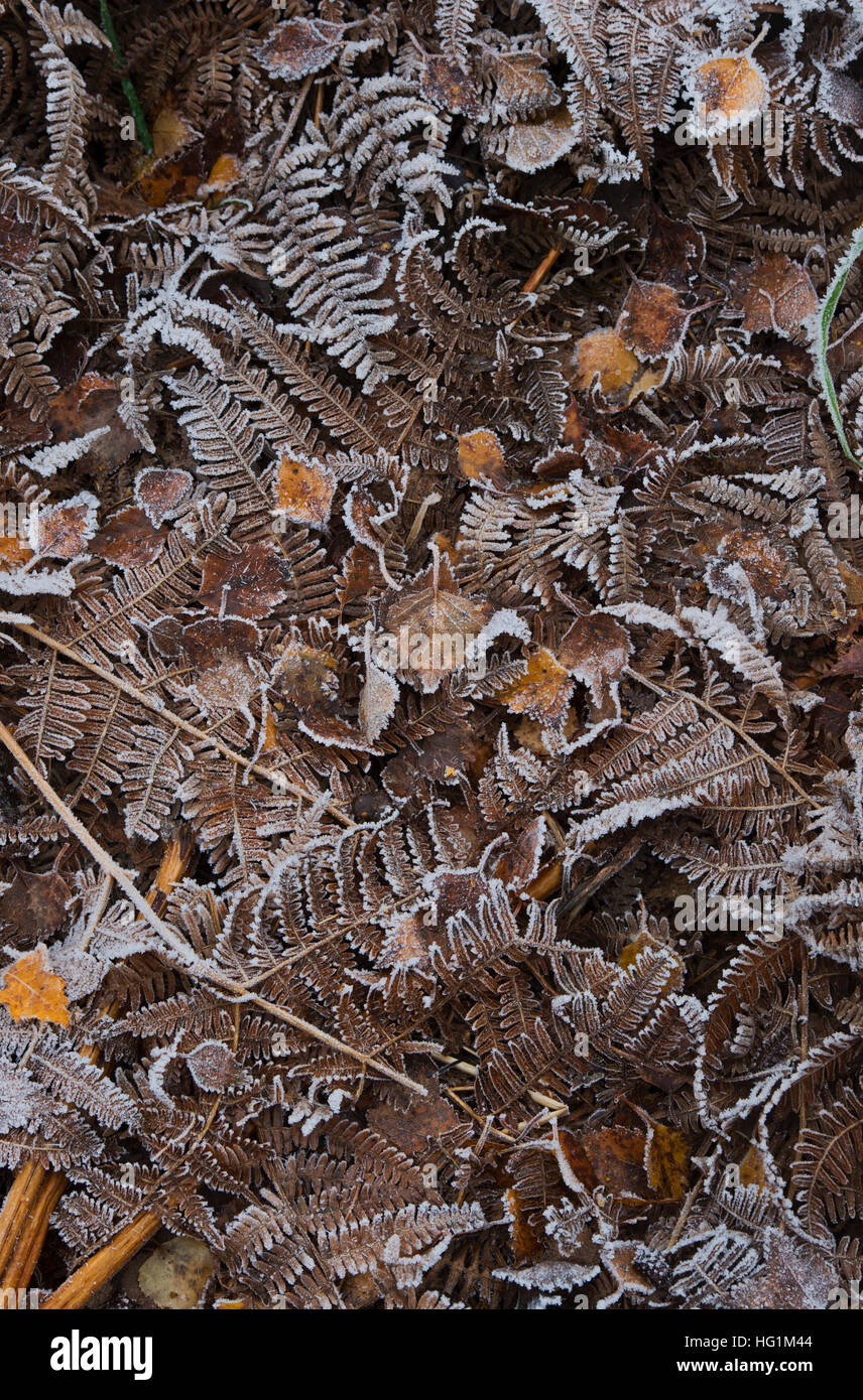 Dead frosty bracken fern pattern in an English woodland Stock Photo - Alamy