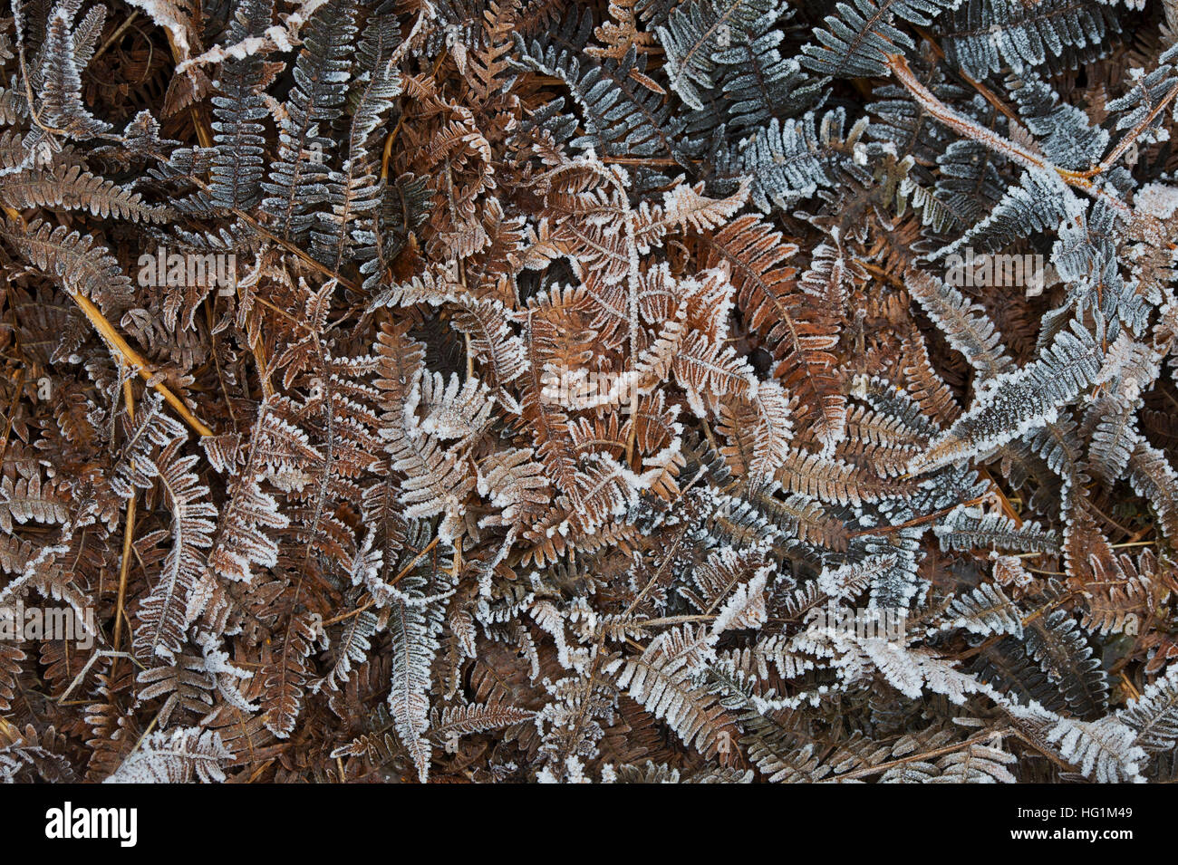Dead frosty bracken fern pattern in an English woodland Stock Photo - Alamy